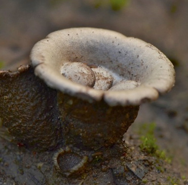 Mushrooms: Keys to the Kingdom Fungi – San Bernardino County Museum