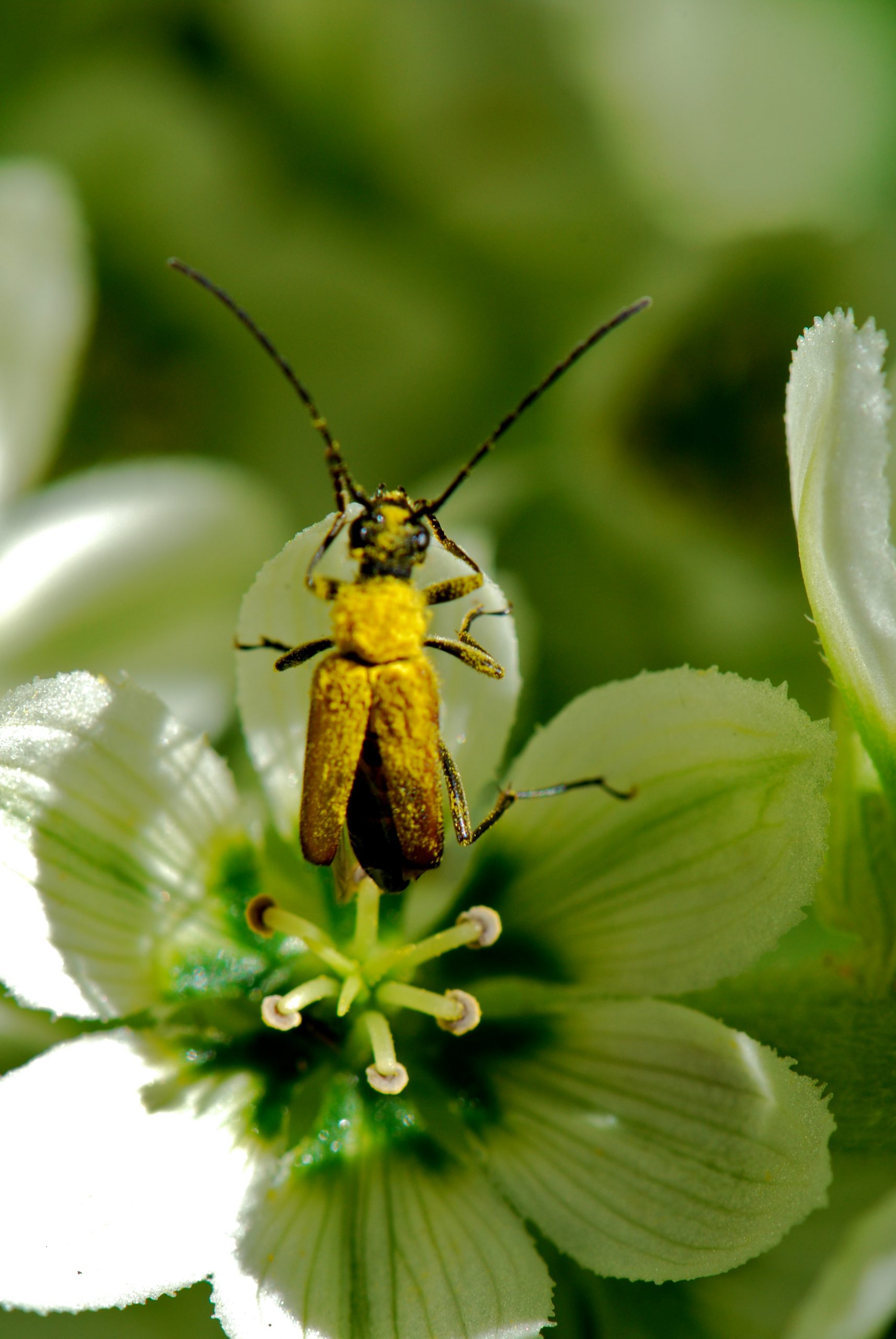Pollinators: Keeping Company with Flowers – San Bernardino County Museum