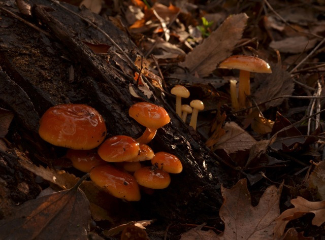 Mushrooms: Keys to the Kingdom Fungi – San Bernardino County Museum